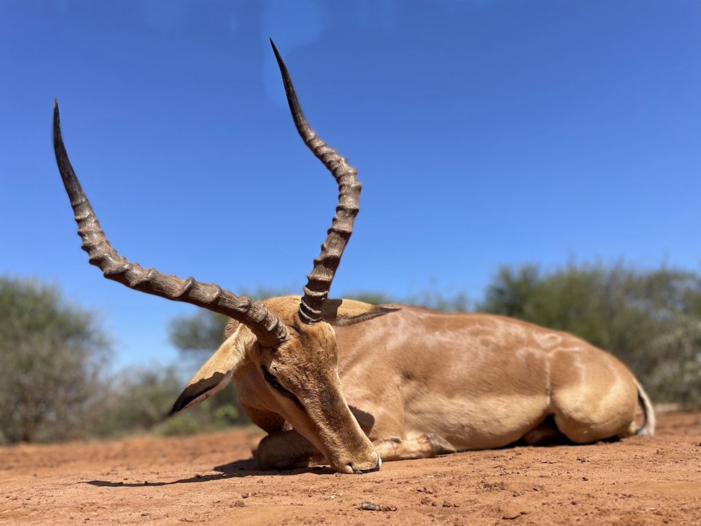 Gallery – African Hunts Safaris